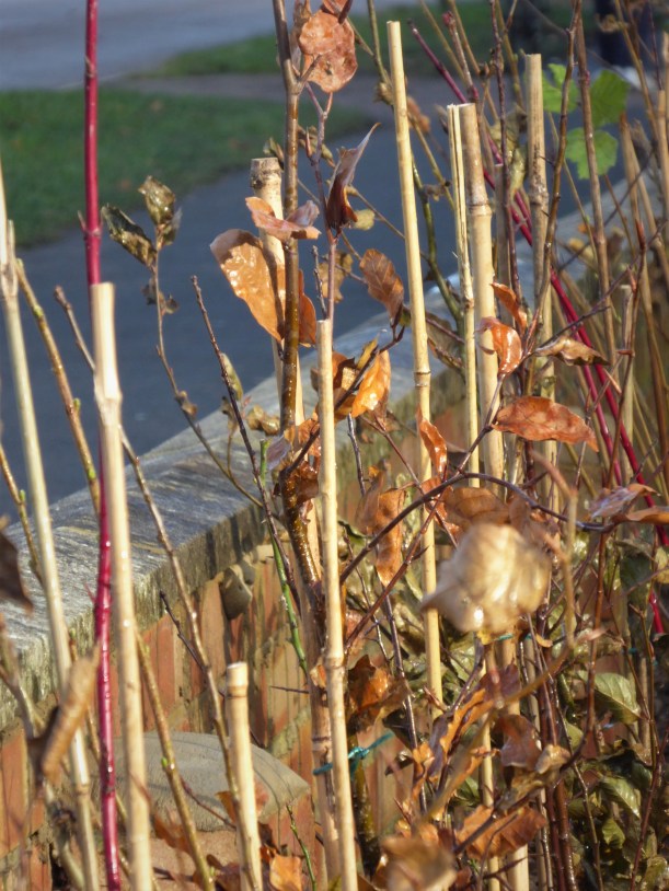 Planting a native mixed hedge | Ursula's Cambridge Garden